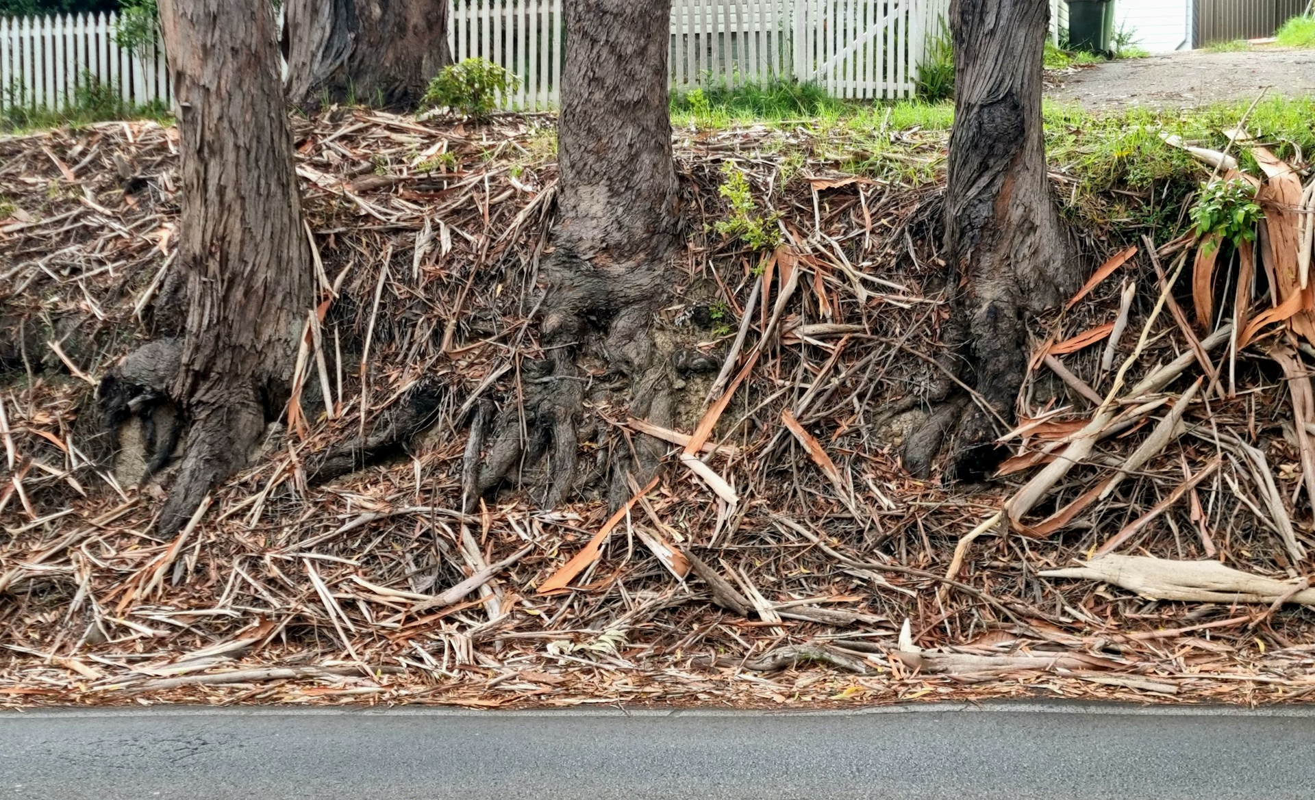 How Tree Roots Affect Your Driveway Stability